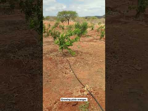 Feeding pixie oranges organically: basin making, manuring & watering in arid Kenya.