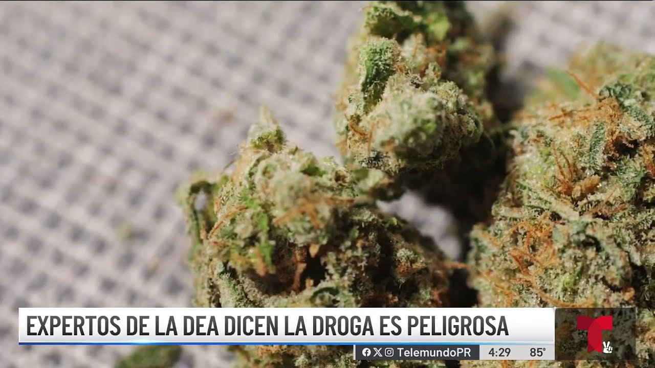 Advierten que uso de marihuana sintética puede causar daños graves