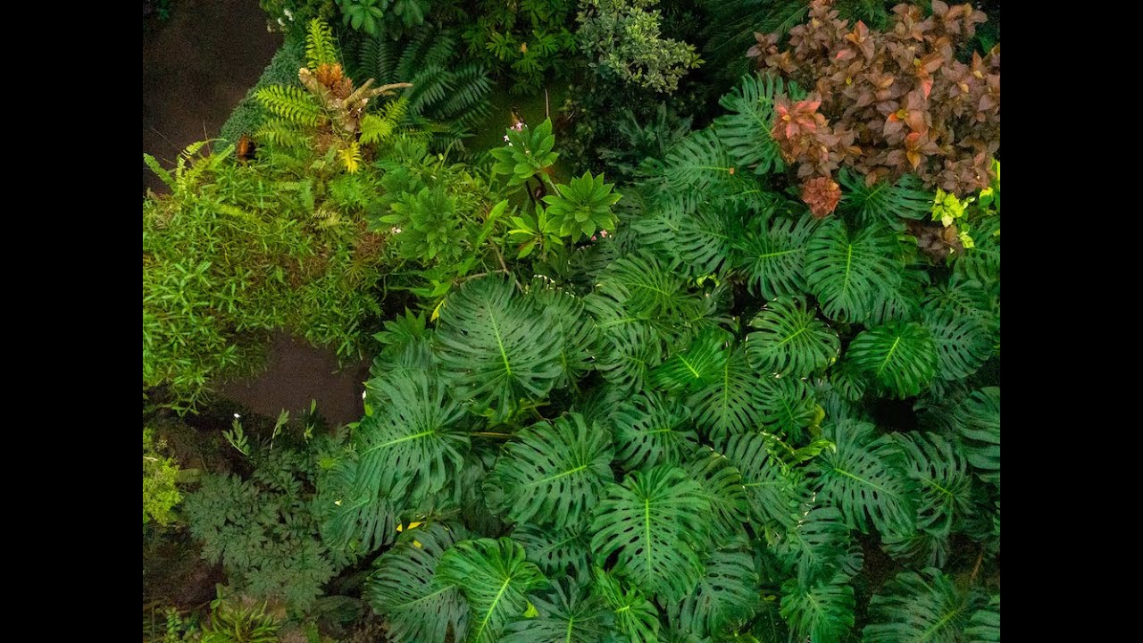 Climatron Virtual Tour