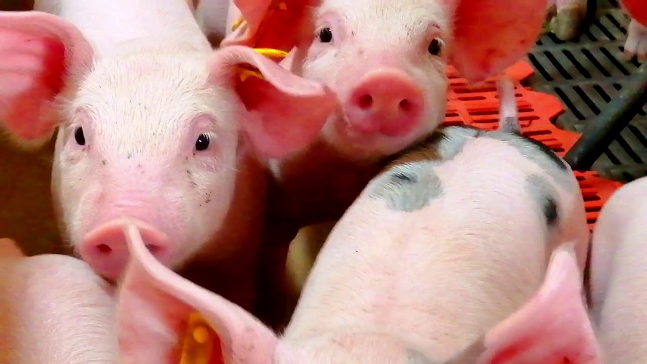 Inzar – Nutrición animal