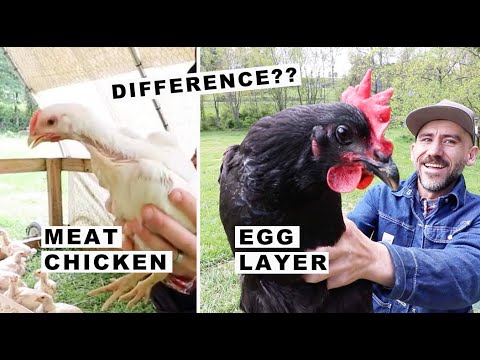 What's the difference? Egg Layer & Meat CHICKEN