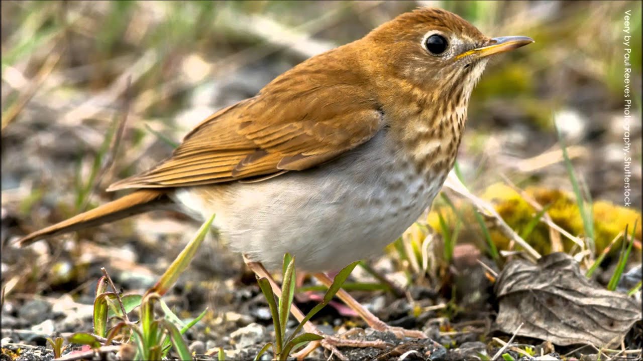 Veery Song