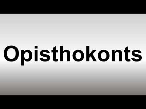 How to Pronounce Opisthokonts