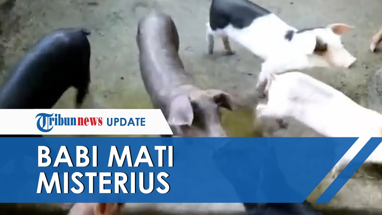 357 Ekor Babi Mati Misterius di Bali dalam 3 Pekan, Ini Imbauan dari ...