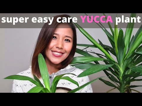 Tips for easy care Yucca plant | How to propagate Yucca plant