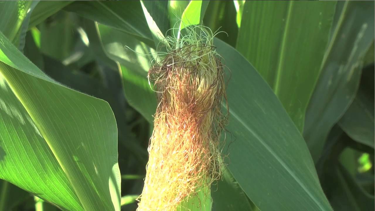 Farming In Lincoln County, MN