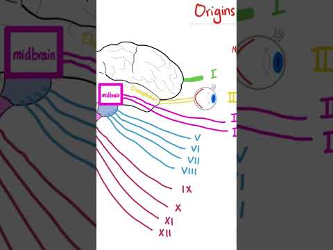 12 Cranial Nerves - Origin - Neuroanatomy #science #anatomy #neuroanatomy