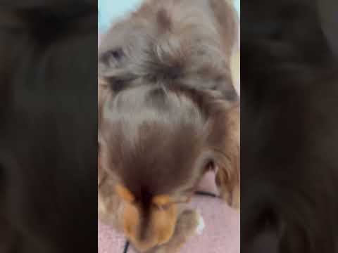 #dog