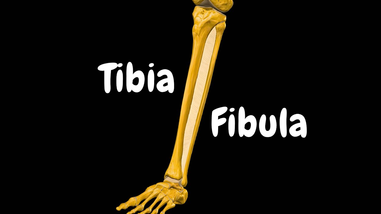 Tibia & Fibula (Lower Leg): Bone Landmarks, Joints & Functions | Anatomy