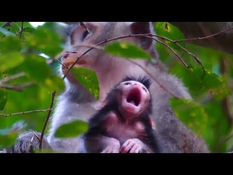 Cute Viola Baby Monkey Crying Big Mouth With Violet&Viola Baby Monkey Hungry Milk |Baby Monkeys Post