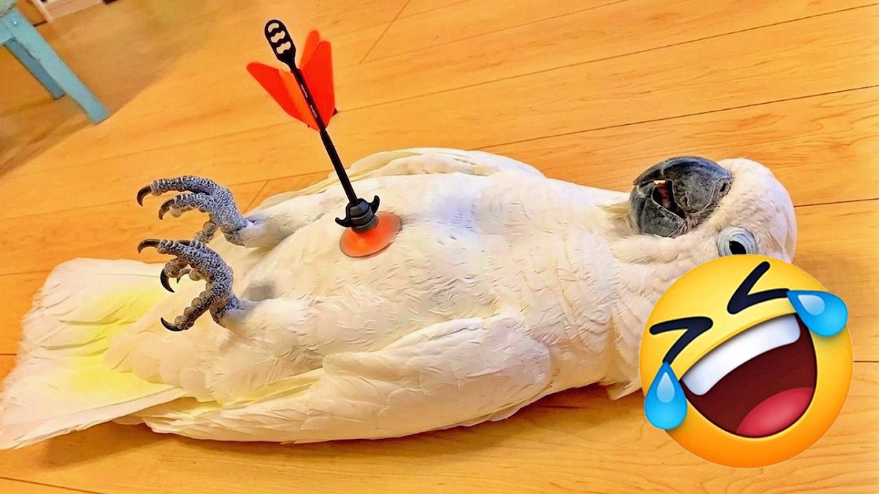 Hilarious Parrots 2026 😨 This Parrot Dramatically Plays Dead | Must Watch