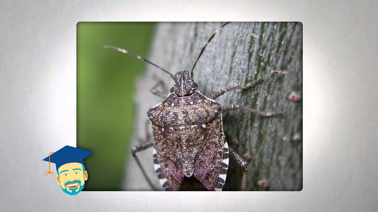 Ask the Pest Professor: Stink Bugs
