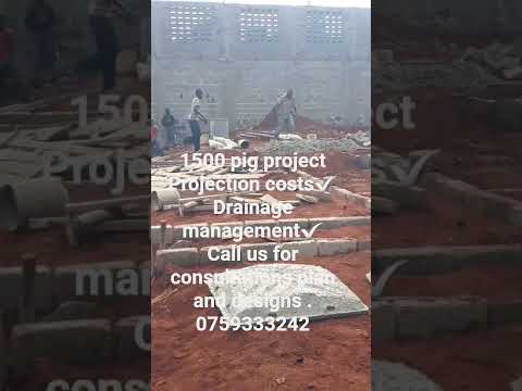 How to plan your pig houses#Pig structures#Pig farming in Kenya.