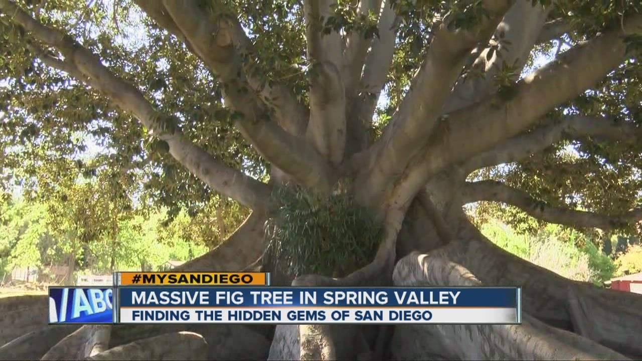#MySanDiego: The massive Spring Valley fig tree
