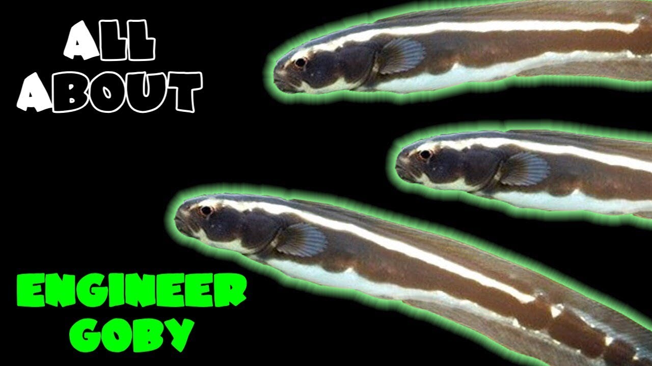 All About The Engineer Goby