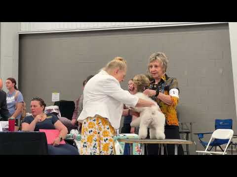 2025–06-20 Bichon Frise Breed Judging Day 2 First Colony Cluster Doswell VA