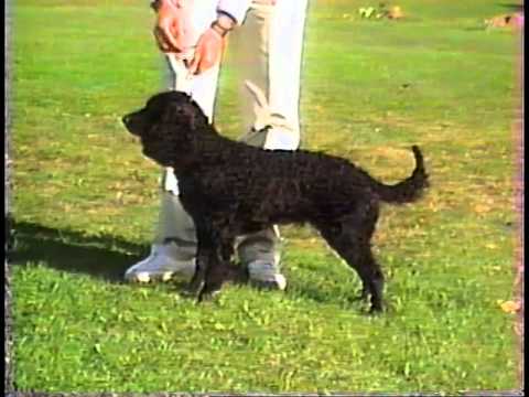 American Water Spaniel - AKC Dog Breed Series