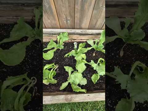 🥬Planted with love, growing with hope🌞 #shortsfeed #vegetables #shorts #youtubeshorts #viral #foryou