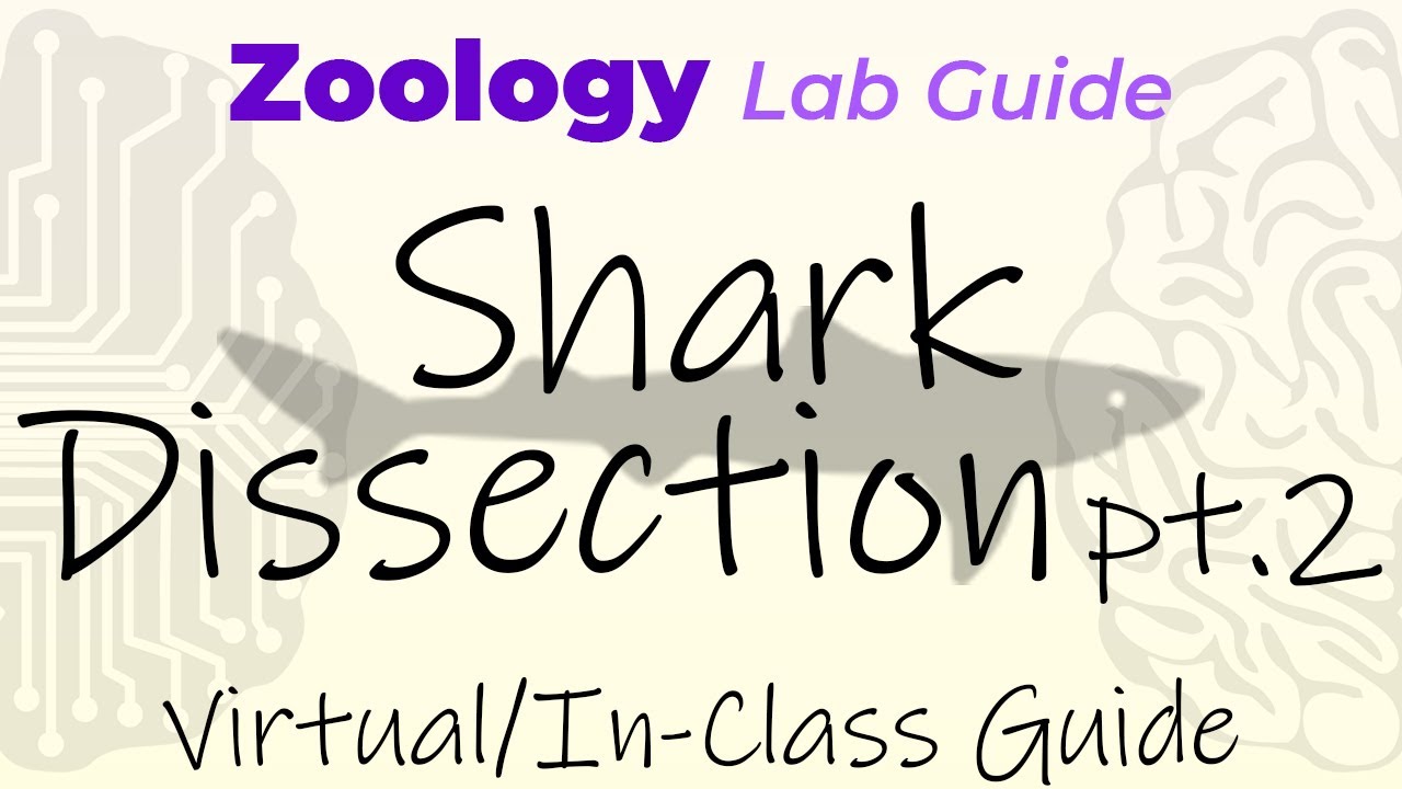 Dogfish Shark Dissection - Part 2: Internal Anatomy - Virtual/In-Class Guide - Zoology