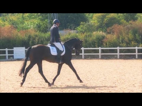 Shanty Town - First time out competing & 64% - Racehorse Retraining & Rehoming
