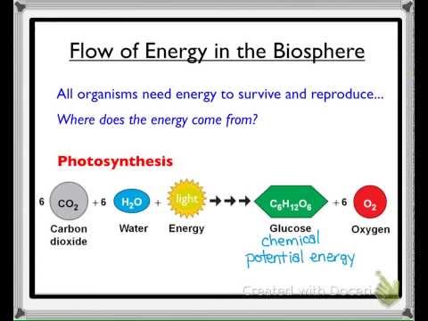 Biology 20: Flow of Energy in the Biosphere