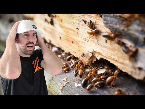 Does Home Insurance Cover Termite Damage?