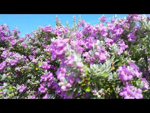 Leucophyllum frutescens aka Texas sage