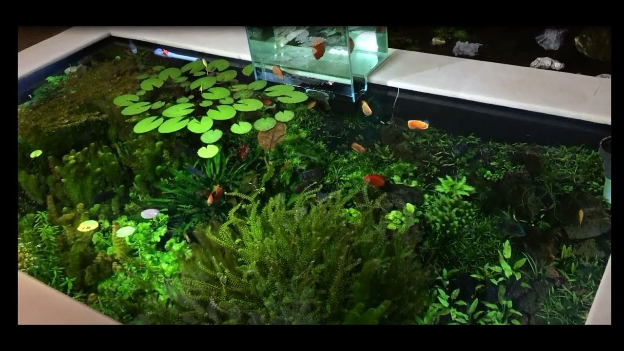 18 000 Liters Discus Pond. The Masterpiece by Idr Go (Indonesia)