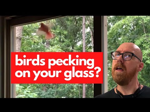 How to Keep Birds from Pecking on Windows - Red Tanager