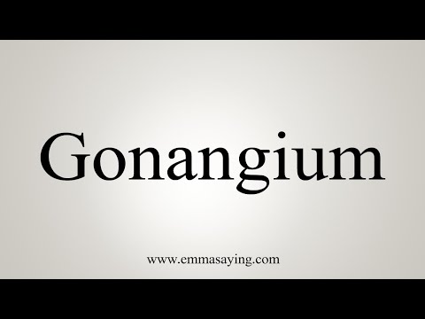How To Say Gonangium