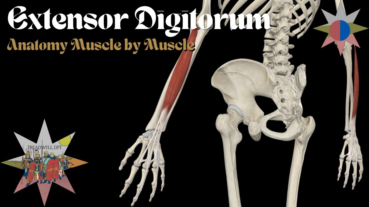 Extensor Digitorum Anatomy Breakdown | Finger Extension, Grip Control & Coordination