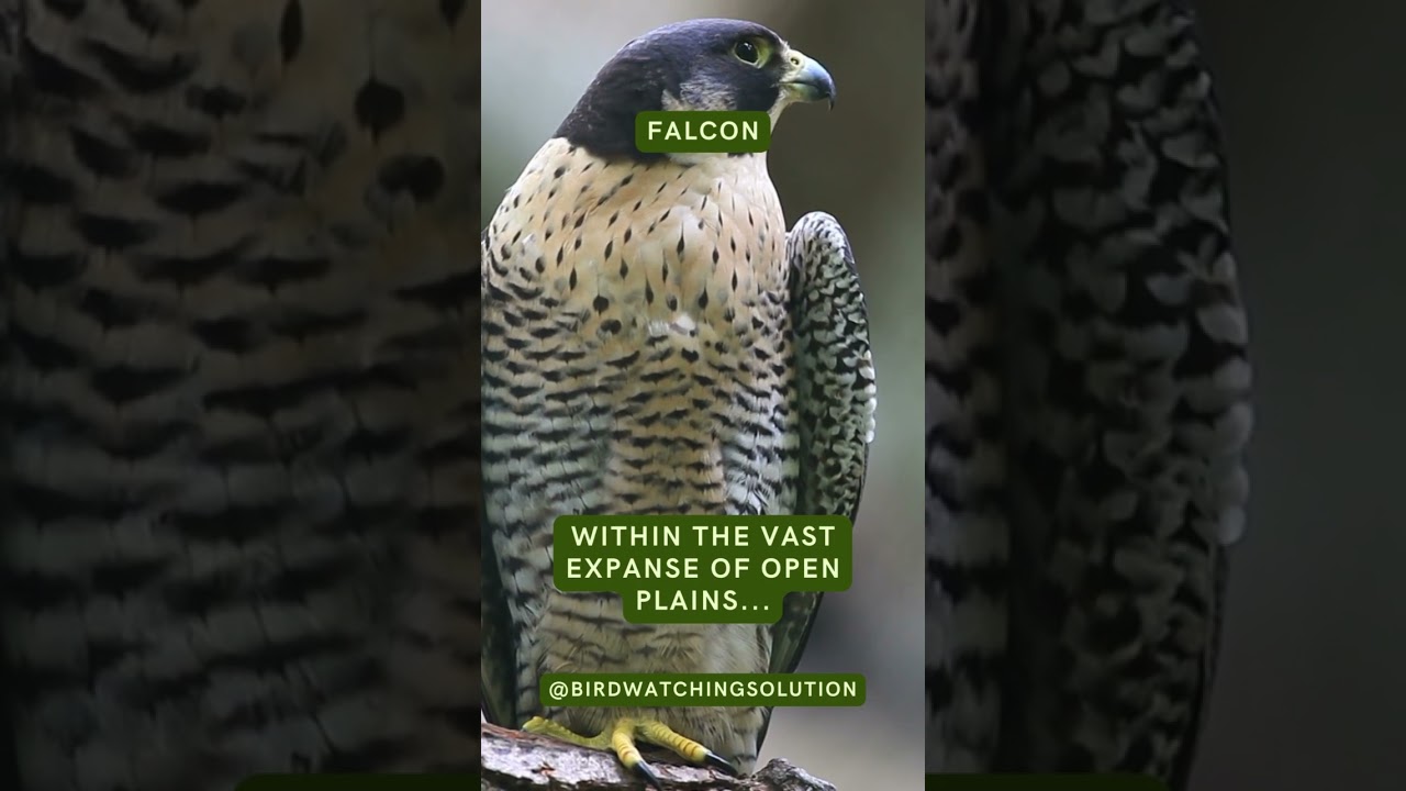 Within the vast expense of open plains | #birdwatching #birding #birdsounds #birds #birdingcommunity