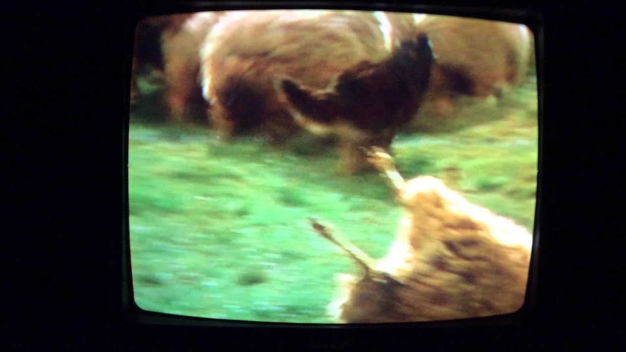 Babe (1995) - Wolves Kill Ma Scene