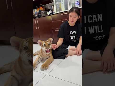 Man adopted a baby tiger #shorts