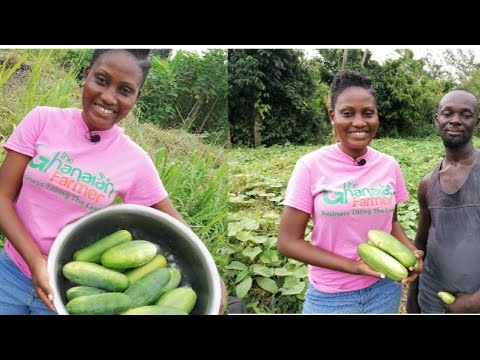 Cucumber Cultivation || Makes You Money Within Two Months || Farmer Tells How