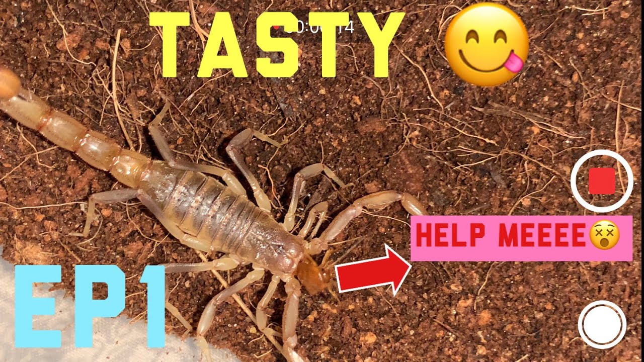 Go With The Flow Ep1