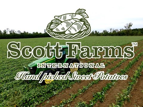 Scott Farms Sweet Potatoes