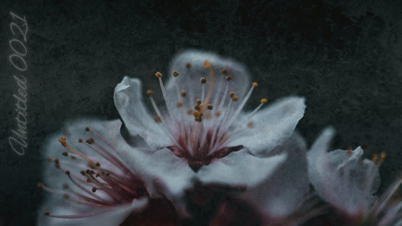 Untitled 0021