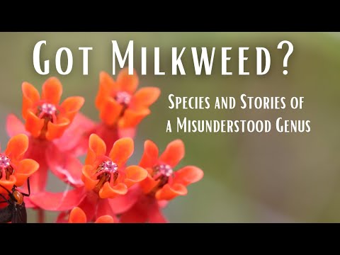 Got Milkweed? Species and Stories of a Misunderstood Genus