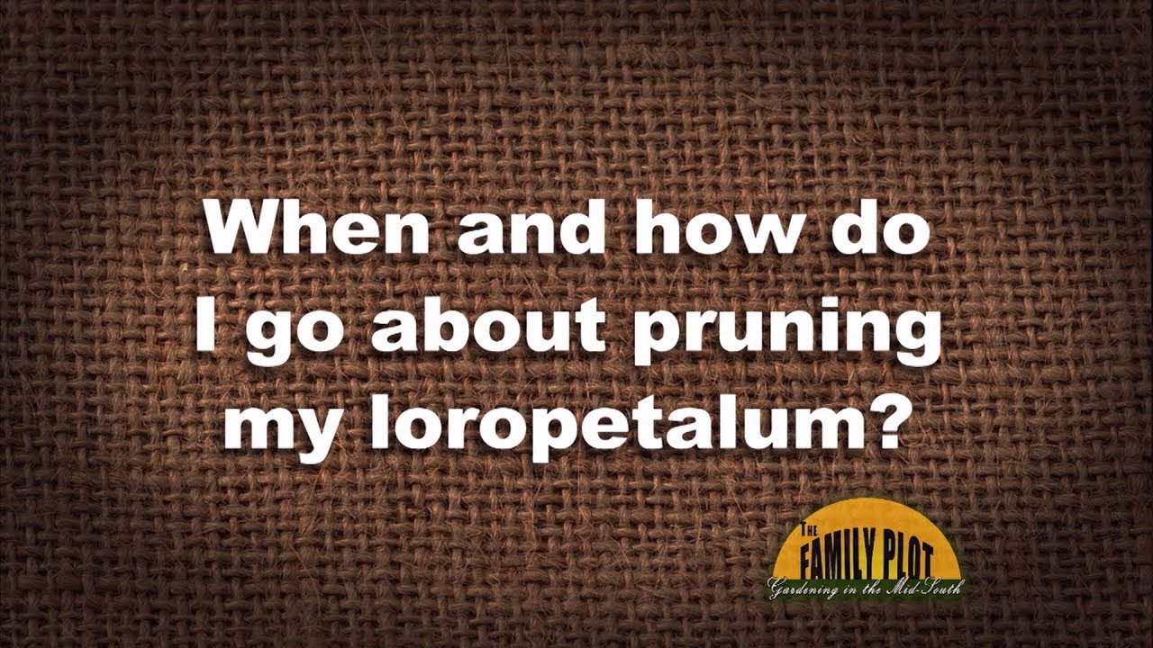 Q&A – When and how do I prune my Loropetalum?