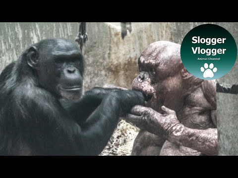 Hairless Chimp Jambo Getting All Loved Up | SloggerVlogger