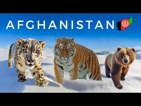 Afghanistan's Most Beautiful and Rare Wildlife!