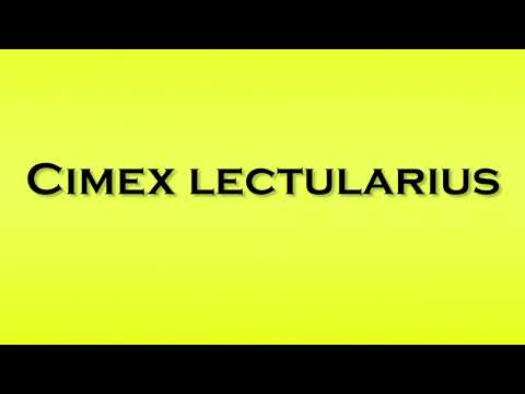 Pronunciation of Cimex lectularius
