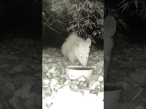 Mini Possum or Rodent of Unusual Size. You Decide 😃 Like Subscribe #apieceofpeace #possum #rat