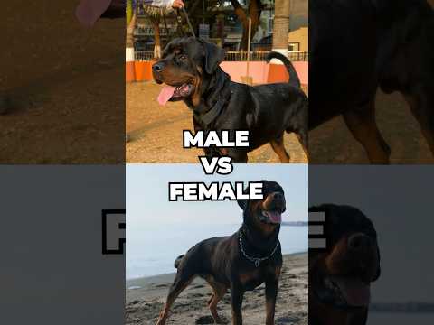 Male vs Female Rottweiler: Which is better?