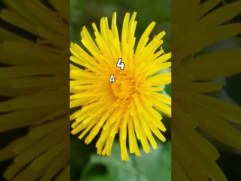 5 Convincing Reasons To Eat Dandelion Flowers | Medicinal Plant | Blissed Zone