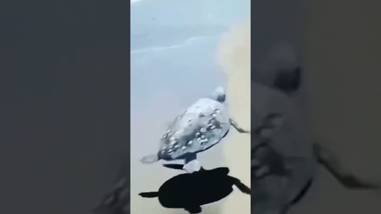 #turtle #flying #animals #tortoise #ocean #fypage
