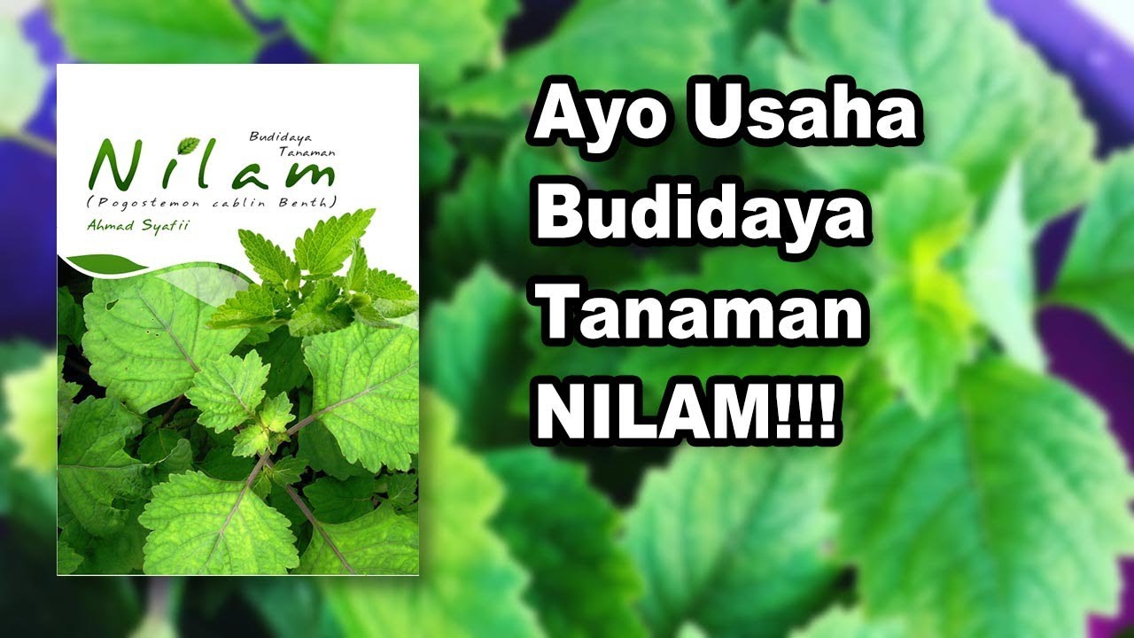 Buku Budidaya Tanaman Nilam | #Ulasbukudeepublish Eps 95