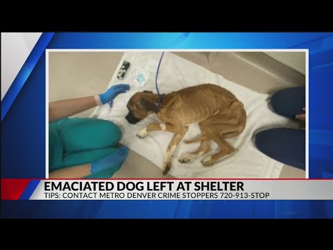 Police: Woman who brought emaciated dog to shelter was good Samaritan; dog’s owner sought