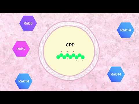 How do cationic cell-penetrating peptides enter cells?